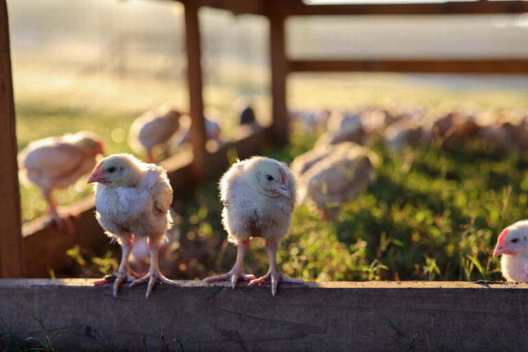 Five Steps to Sustainable Food Security - Roots and Refuge