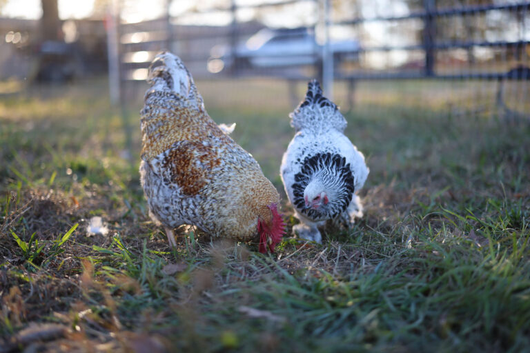 Raising Chickens 101: Everything You Need to Know - Roots and Refuge