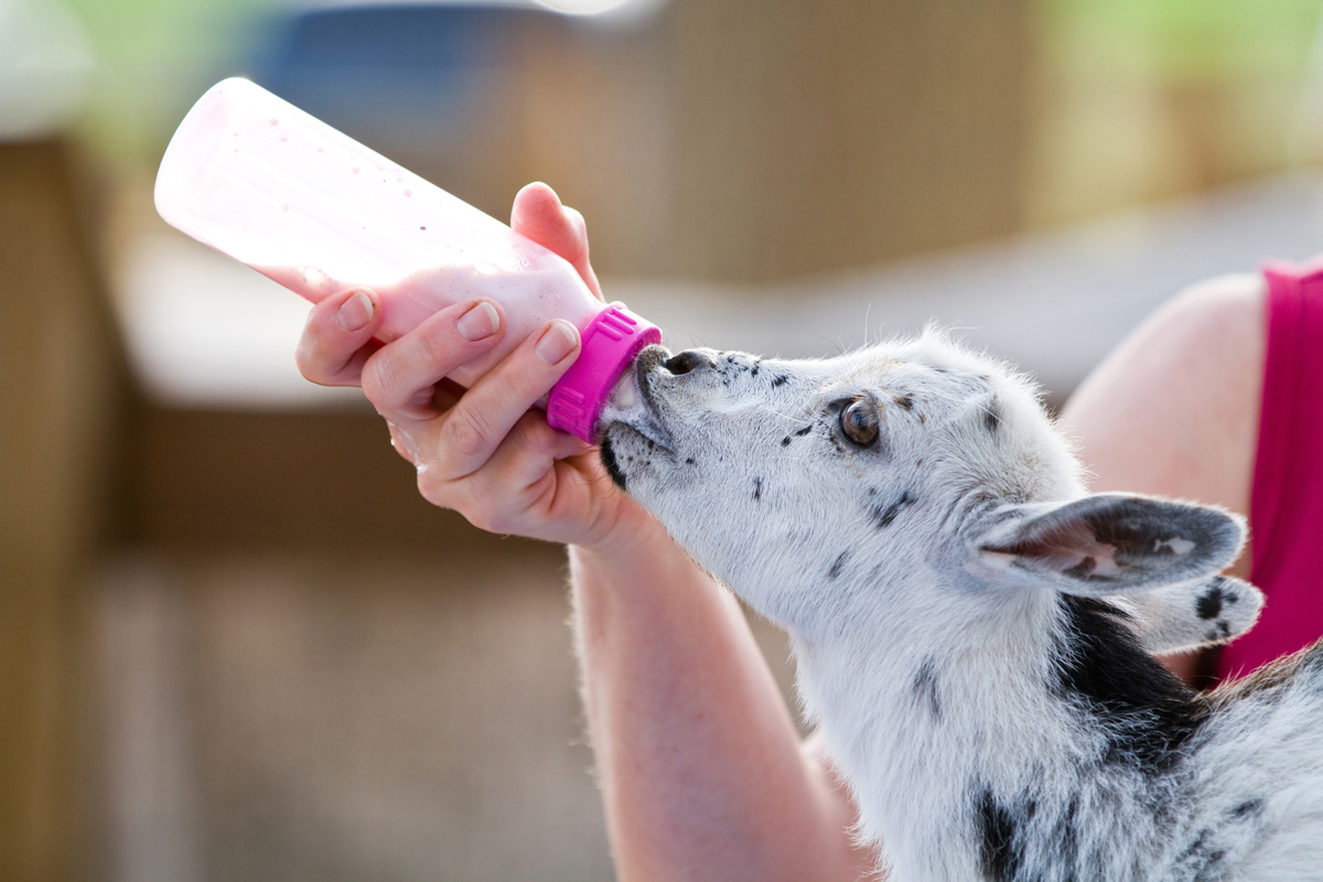 The Best & Easiest Method of Bottle Feeding Goats - Roots and Refuge