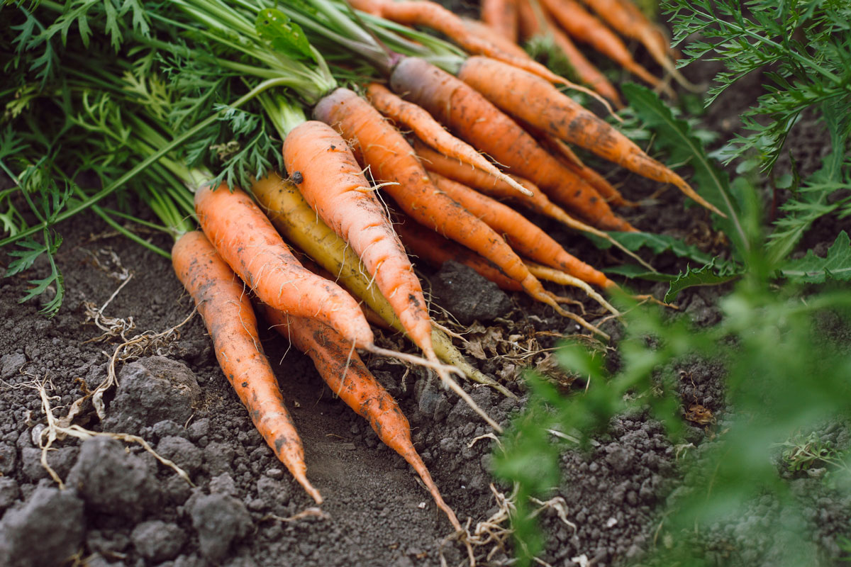 Growing Root Vegetables - Tips for Success - Roots and Refuge