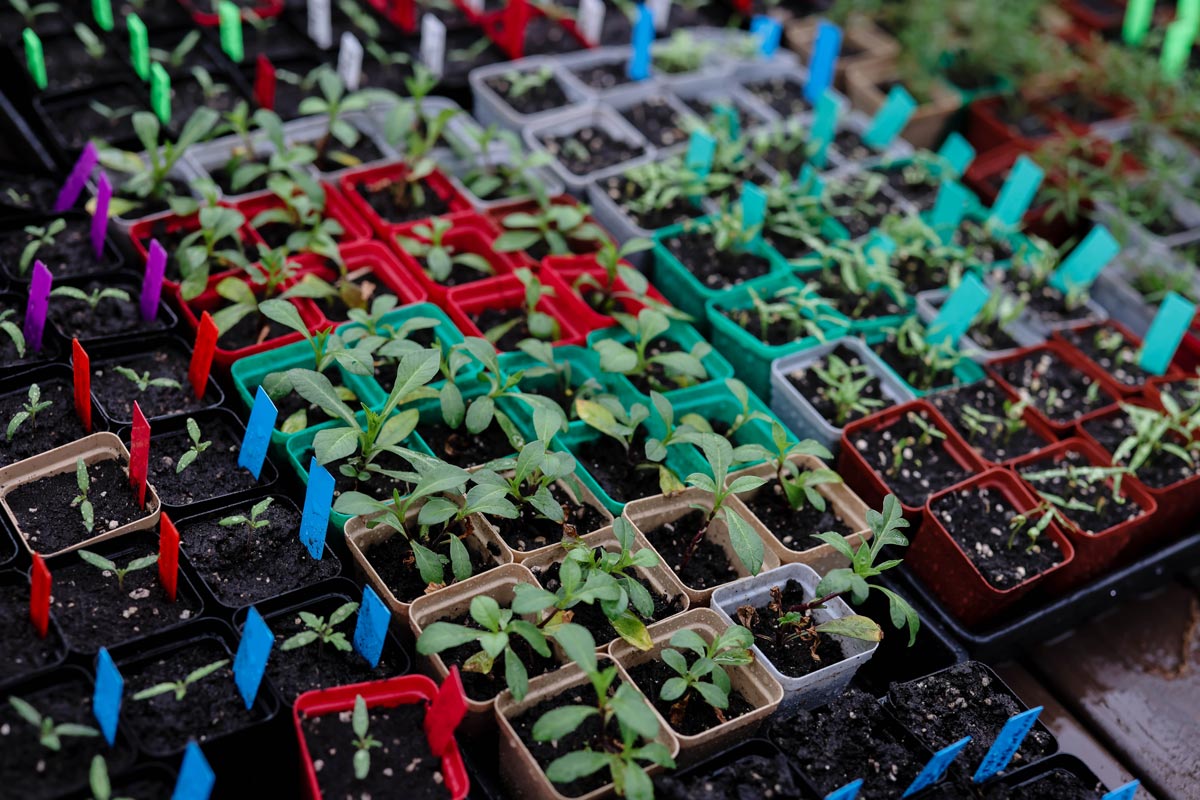 How to Separate Seedlings - Roots and Refuge