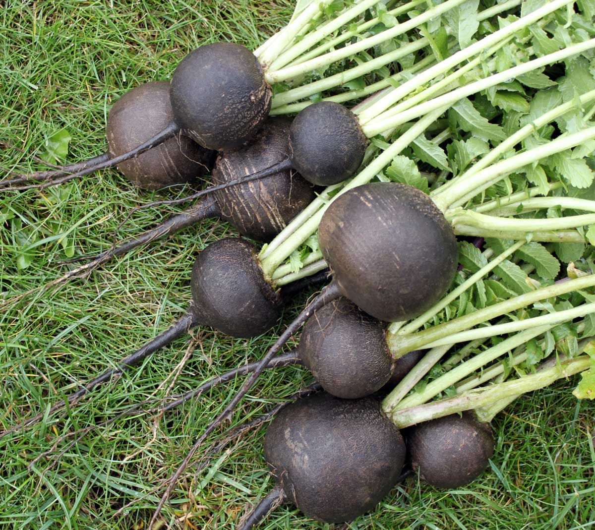 Growing Root Vegetables - Tips for Success - Roots and Refuge