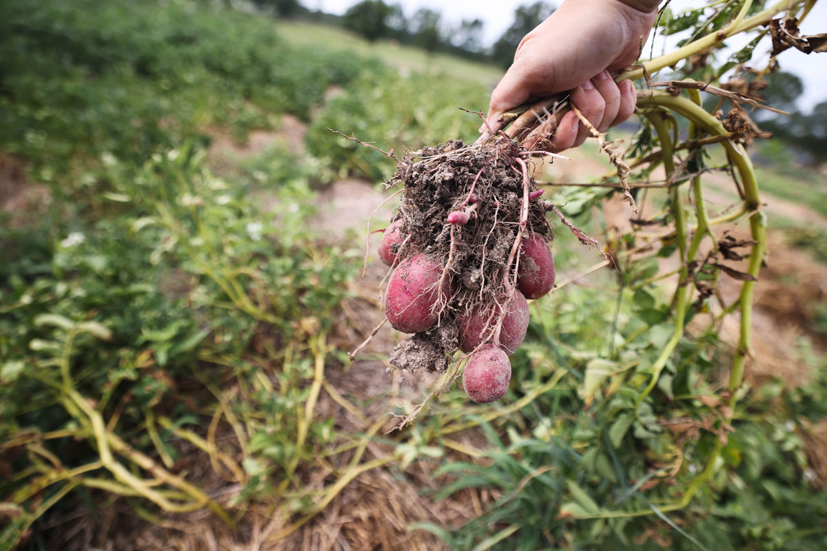 When to Harvest Potatoes - Roots and Refuge